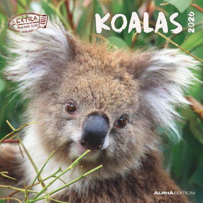 Zidni kalendar 2026 - Koalas, 30x30 cm