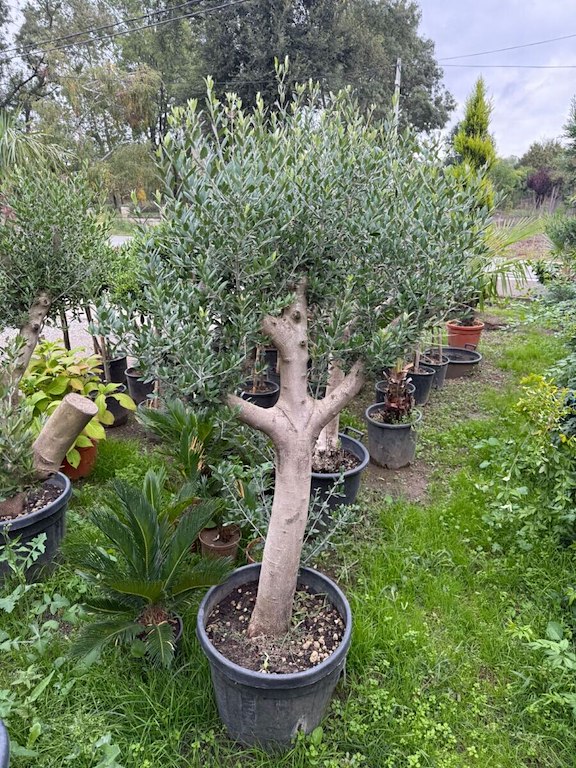 Sadnice ukrasnog i voćnog bilja - masline, citrusi, fotinija, voćke, čempresi