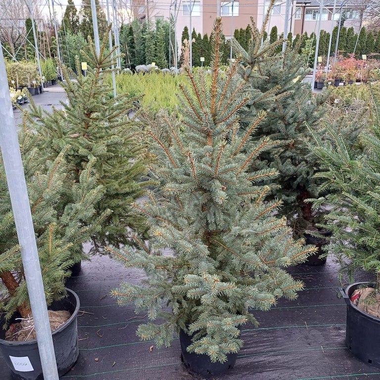 Picea pungens – Bodljikava smrča 100 Cm