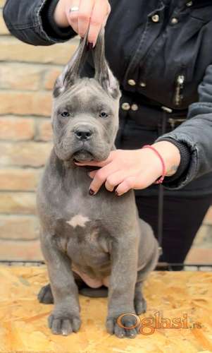 Cane Corso prelepi štenci