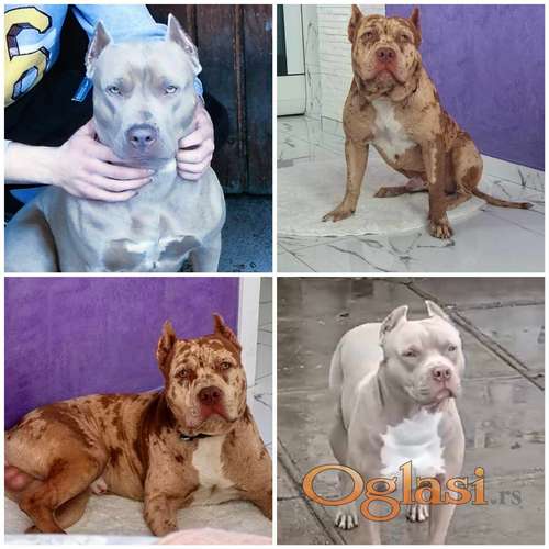 Pit bull štenci red nose lilac merle exotic