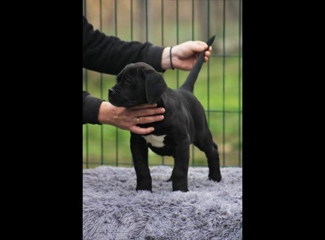Cane Corso štenci