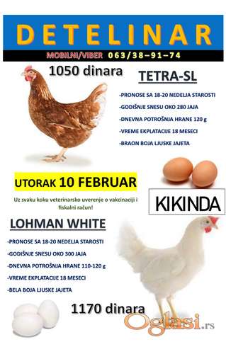 Mlade koke nosilje Tetra-SL i Lohman white!