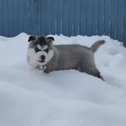 Štenci sibirskog haskija