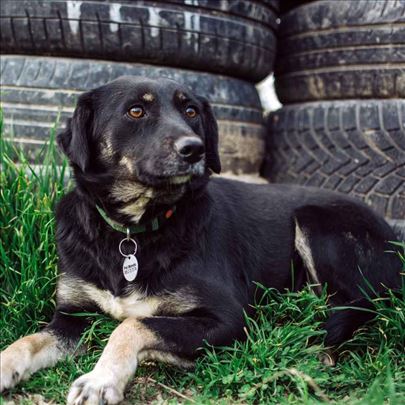 Nežna Kika traži dom