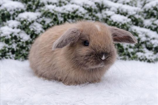 Patuljasti ovnoliki i lavljoglavi kunići