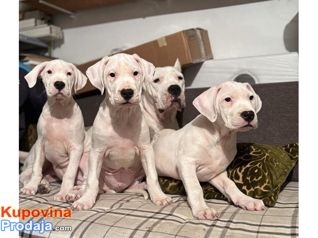 Dogo Argentino