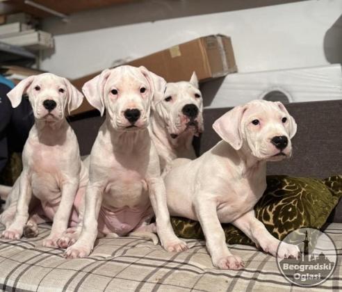 Dogo Argentino