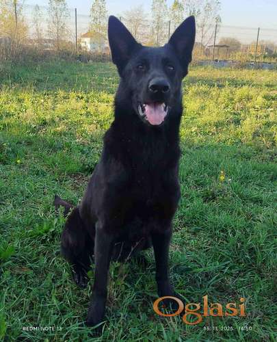 Na prodaju psi nemački ovčari