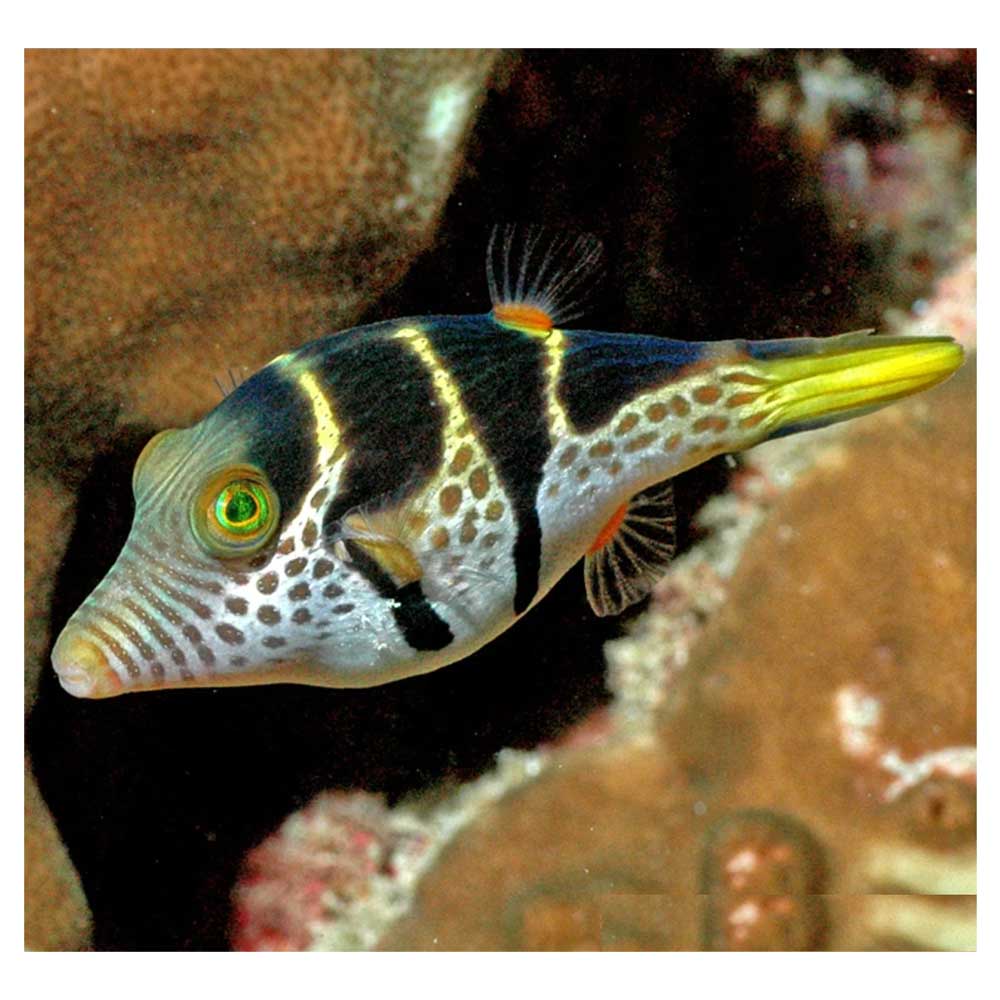 Canthigaster Valentini - Valentin's sharpnose puffer