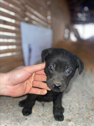 Labrador retriver mix stenci