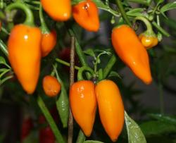 Chilli Jalapeno narandžasti - Orange (25 semenki)