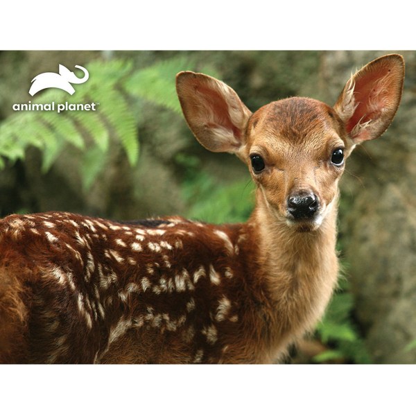 Prime 3D puzzle Animal Planet Bambi 100 delova 31x23cm 13761