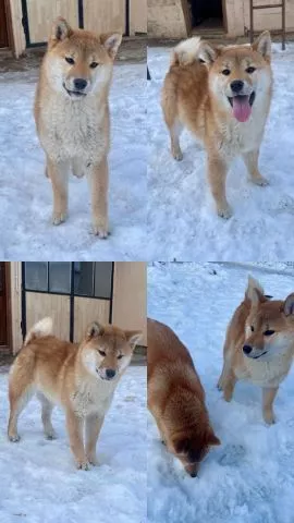 Shiba inu štenci od vrhunskih roditelja