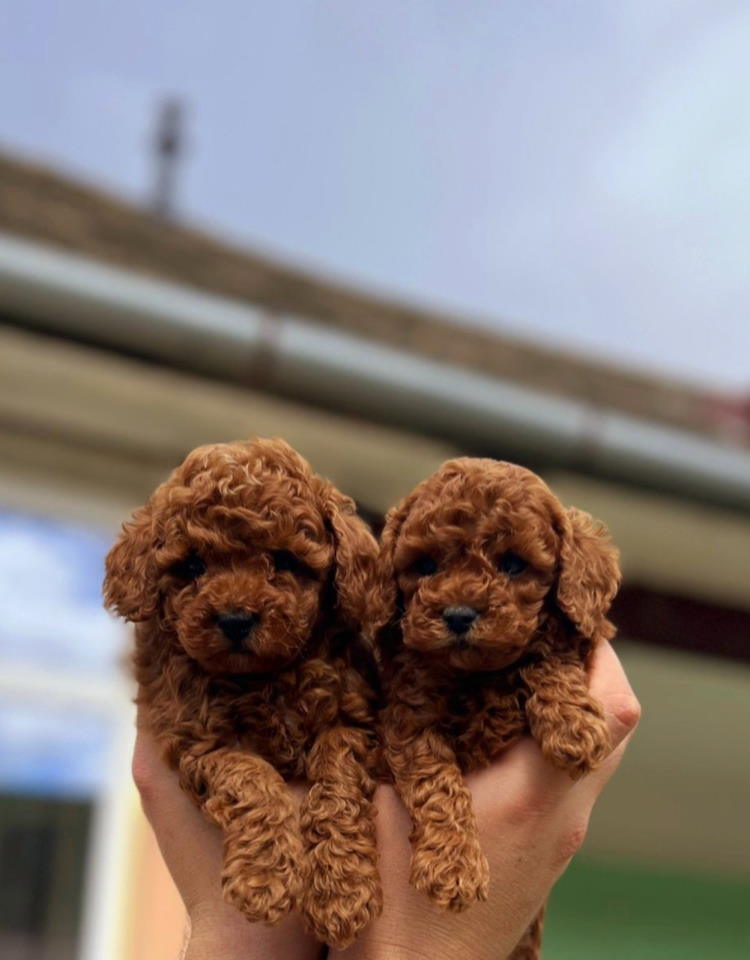 Najmanje pudle, od najlepsih roditelja u Evropi