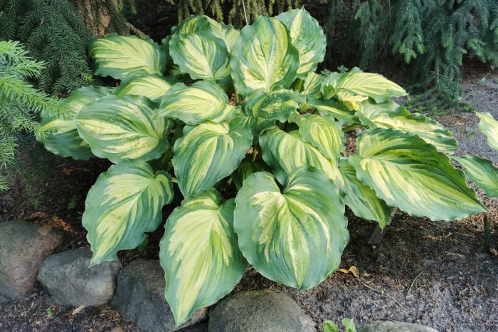 Hosta Lakeside Paisley Print - Hosta
