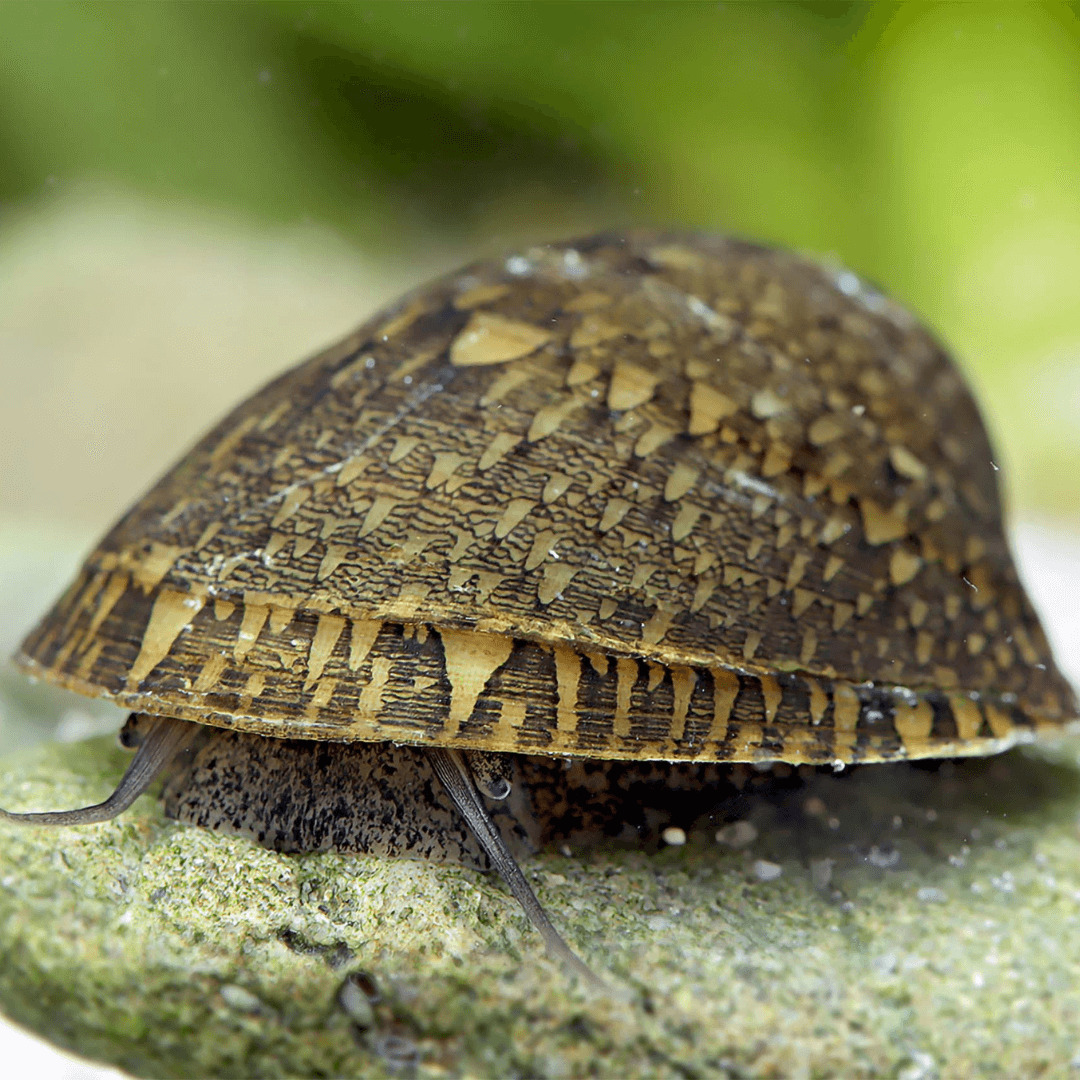 Abalone Snail – Septaria porcellana