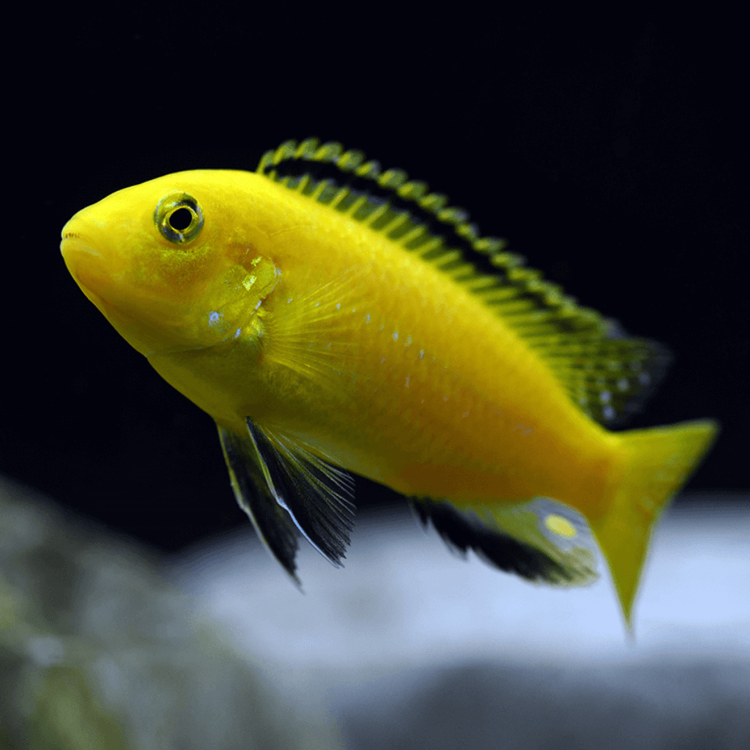 African Yellow Prince – Labidochromis caeruleus