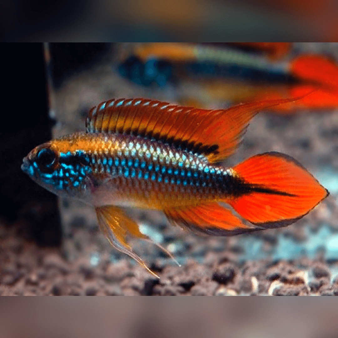 Agassizii Dwarf Cichlid – Apistogramma agassizii