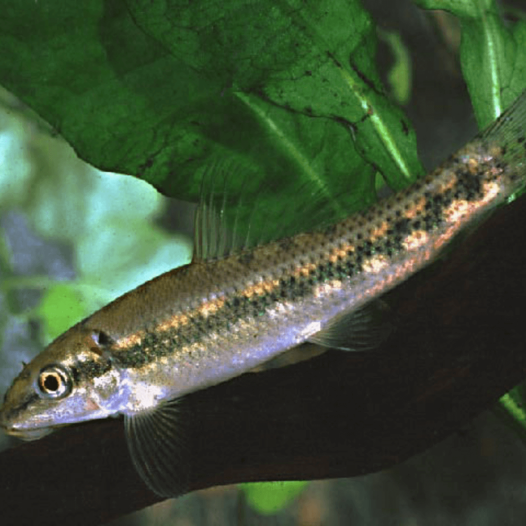 Algae Eater – Gyrinocheilus aymonieri