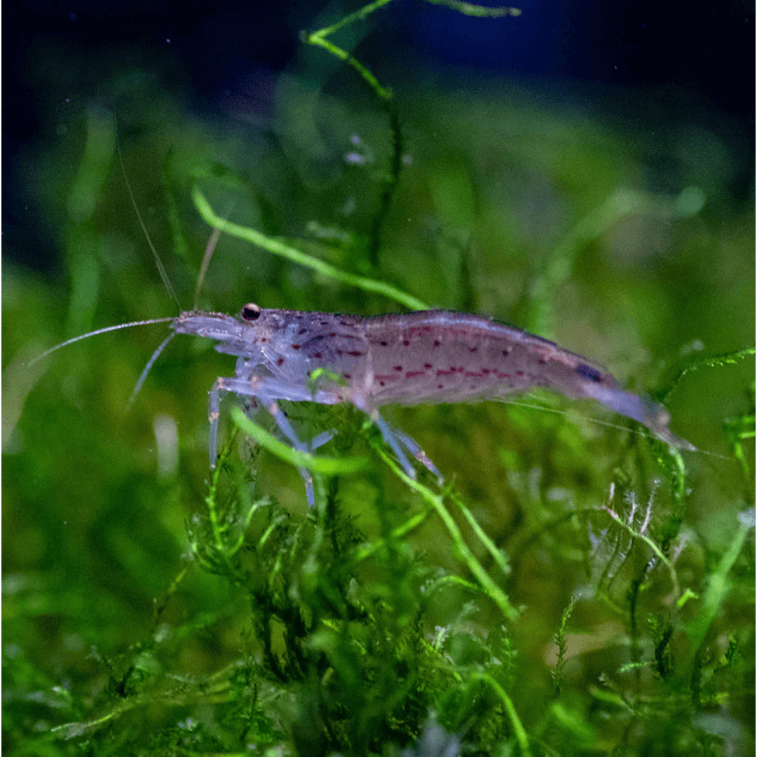 Amano Shrimp XL – Caridina japonica
