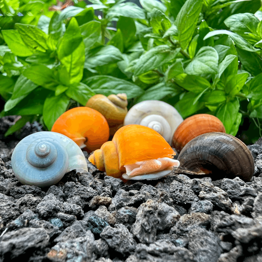 Assorted Color Snail – Pomacea bridgesii