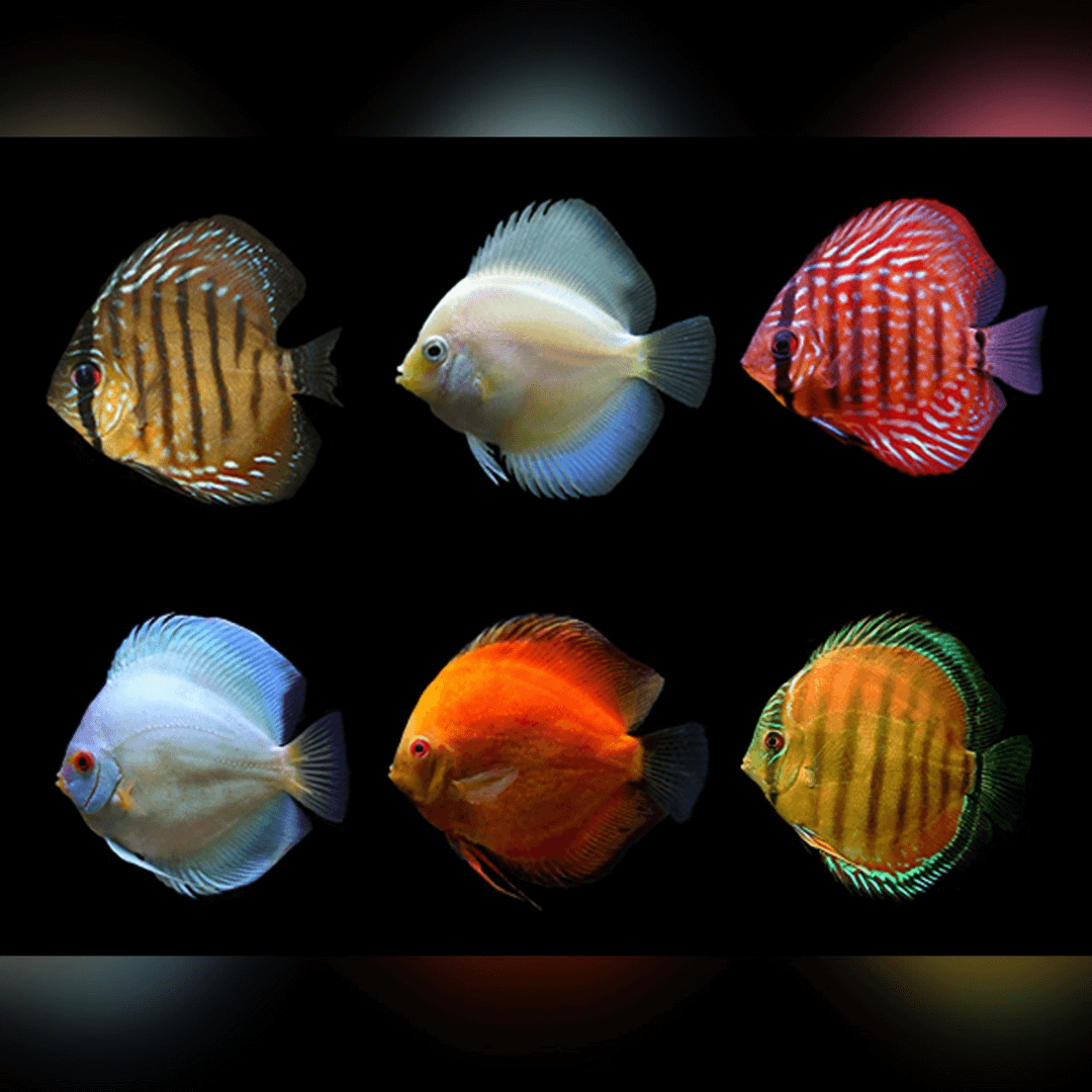 Assorted Discus Grade A 5 cm – Symphysodon aequifasciatus