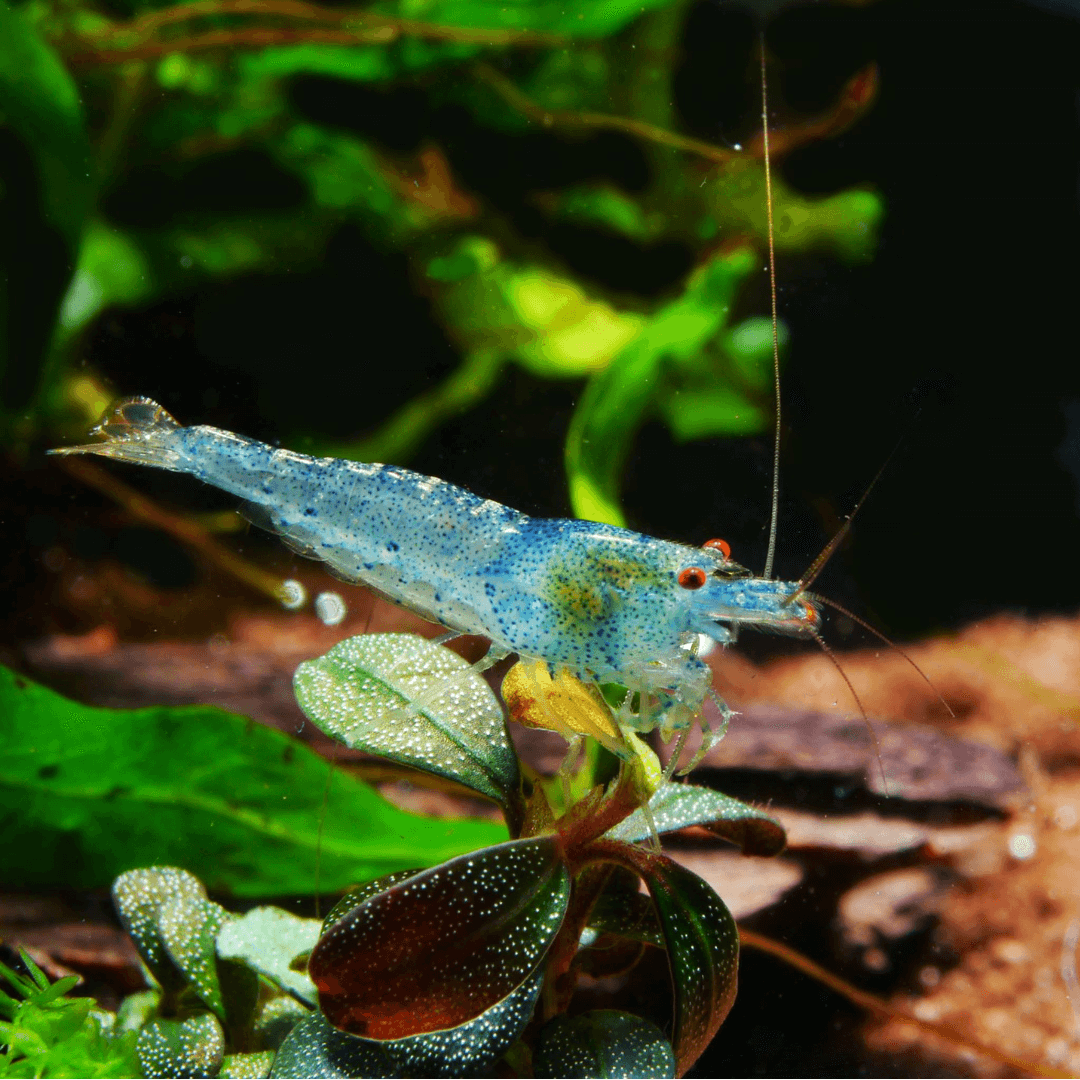 Aura Blue Shrimp – Neocaridina heteropoda
