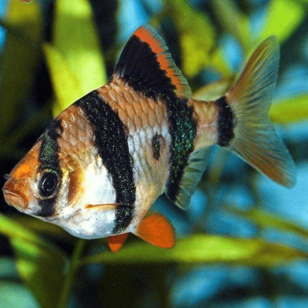 Barbus Tetrazona – Puntius tetrazona