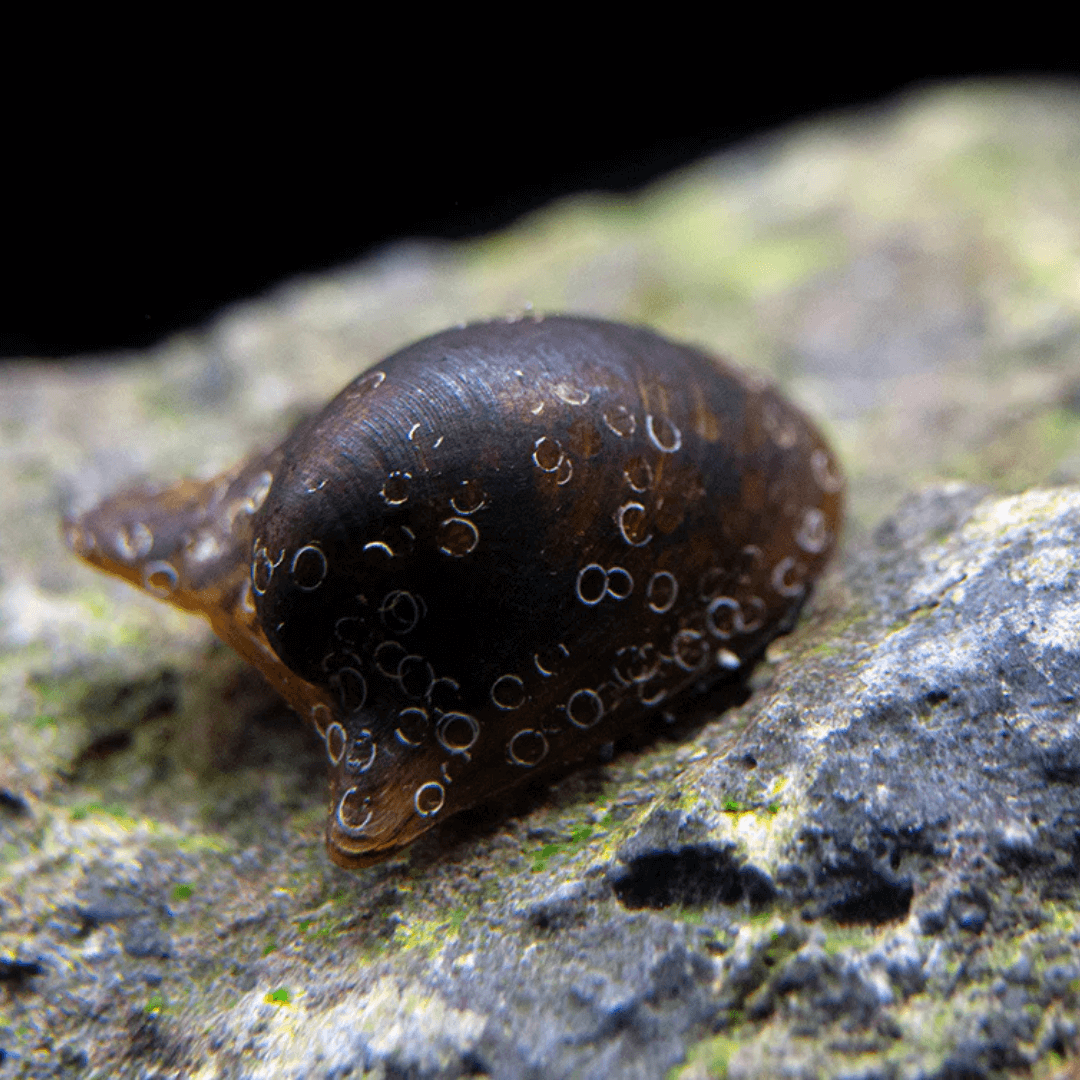 Batman Snail – Neritina auriculata