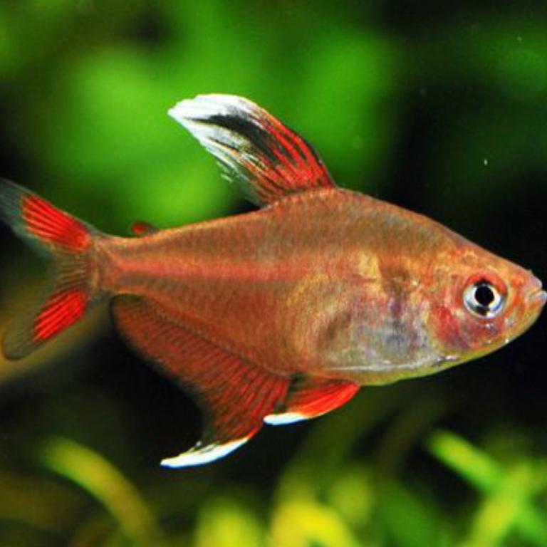 Bentosi White Fin – Hyphessobrycon bentosi