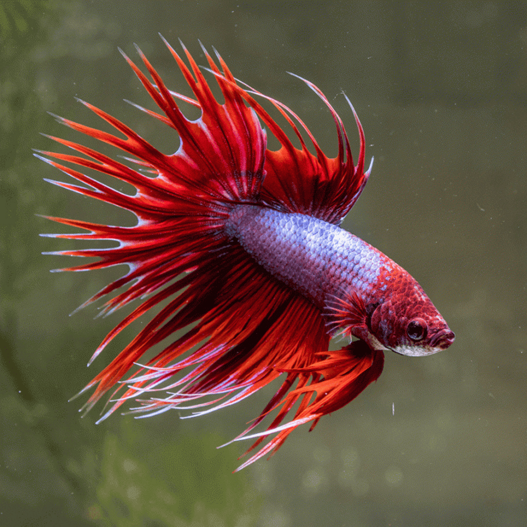 Betta Crowntail – Betta splendens