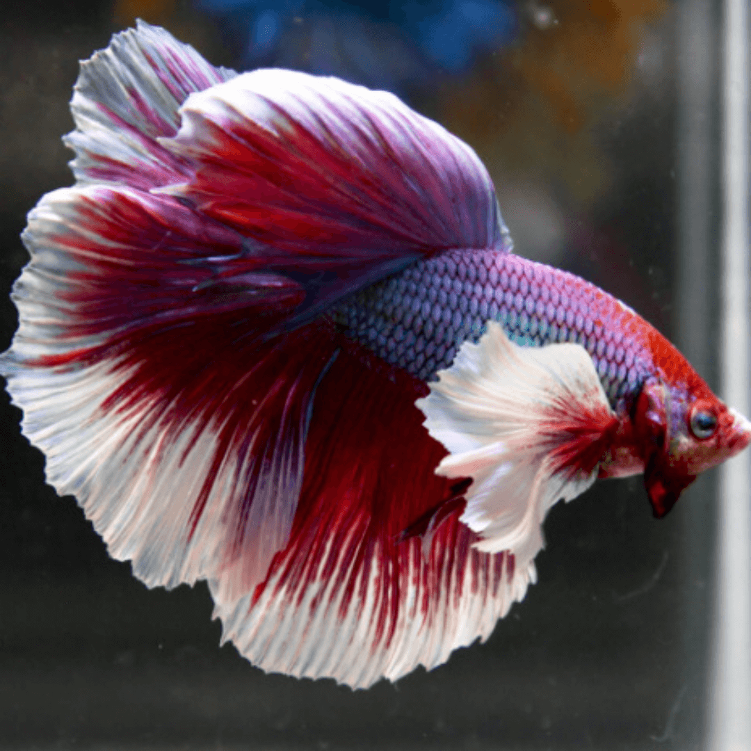 Betta Elephant Ear – Betta splendens