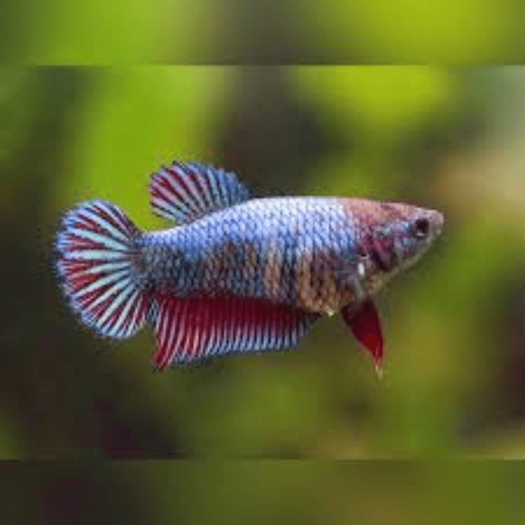 Betta Female – Betta splendens
