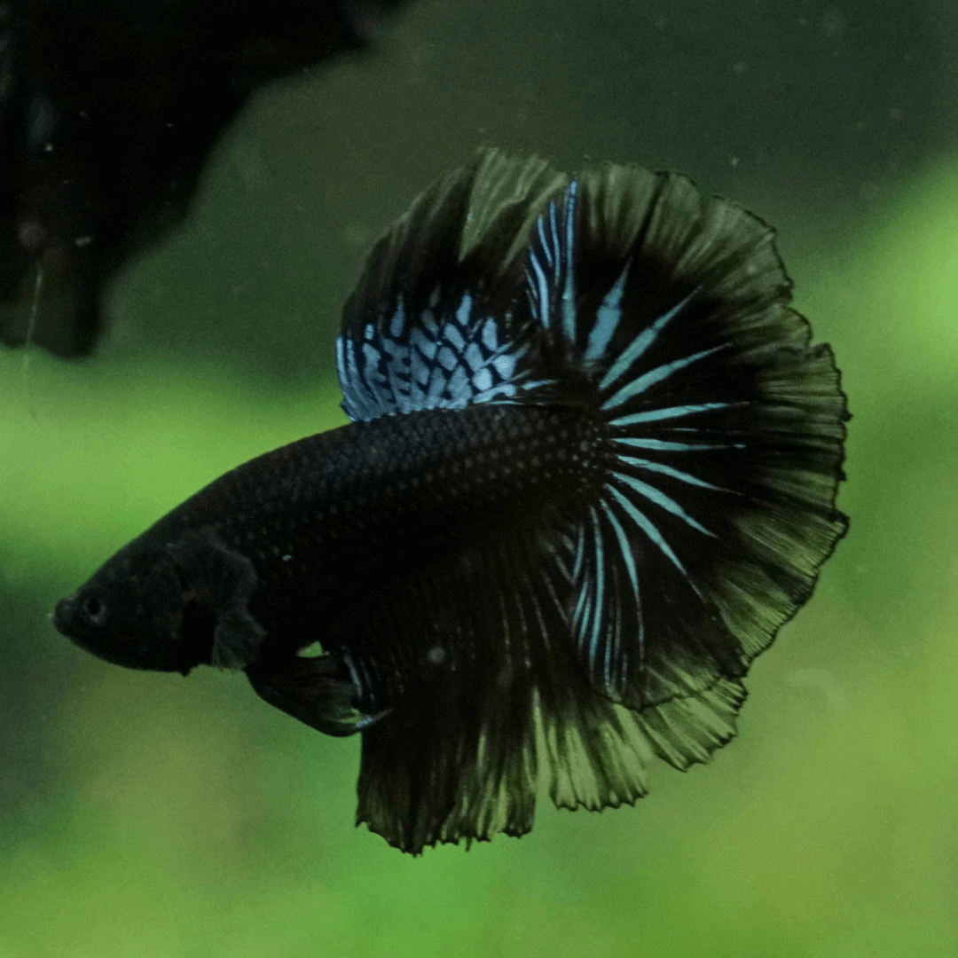 Betta Halfmoon CT Black – Betta splendens