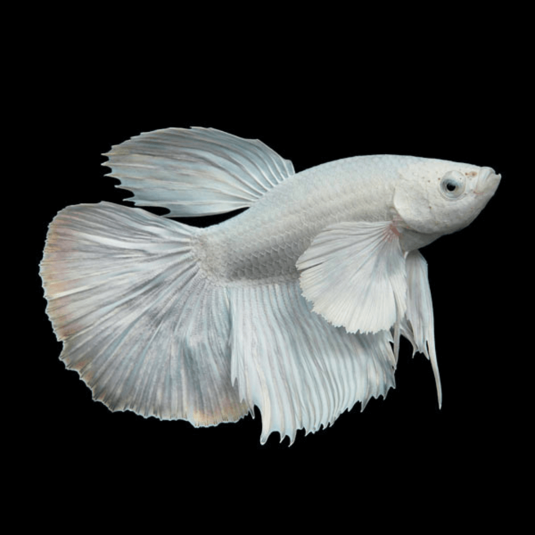 Betta Halfmoon CT White – Betta splendens