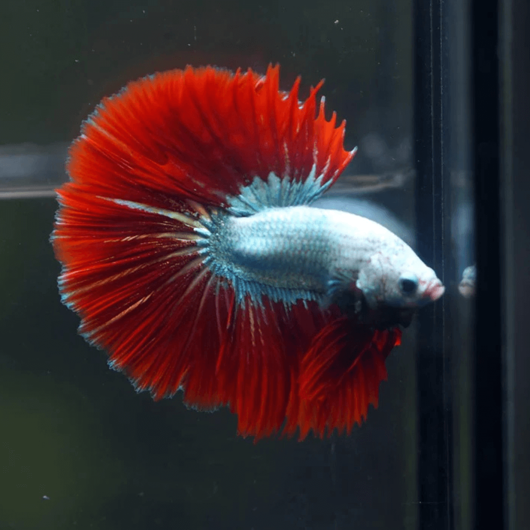 Betta Halfmoon Dragon Mix – Betta splendens