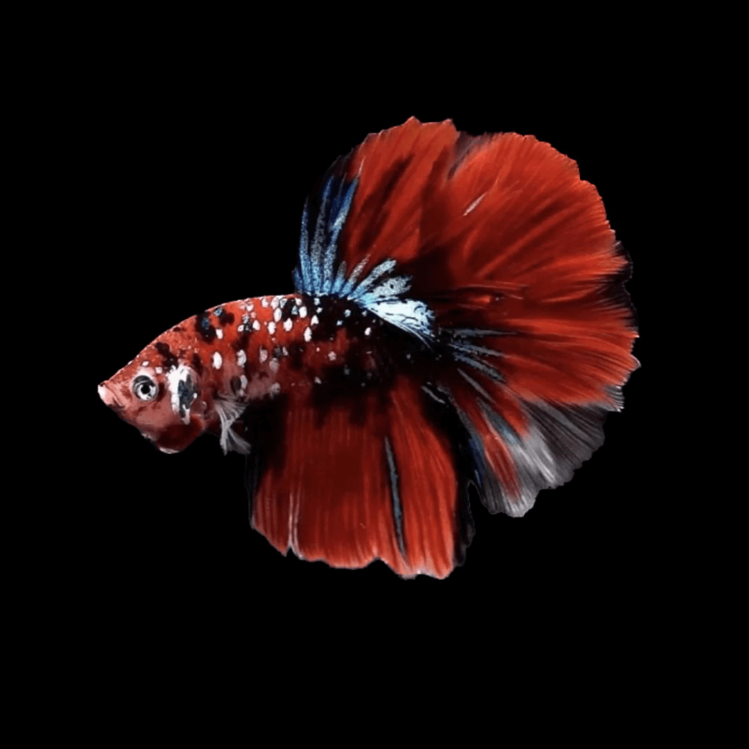 Betta Halfmoon Koi – Betta splendens
