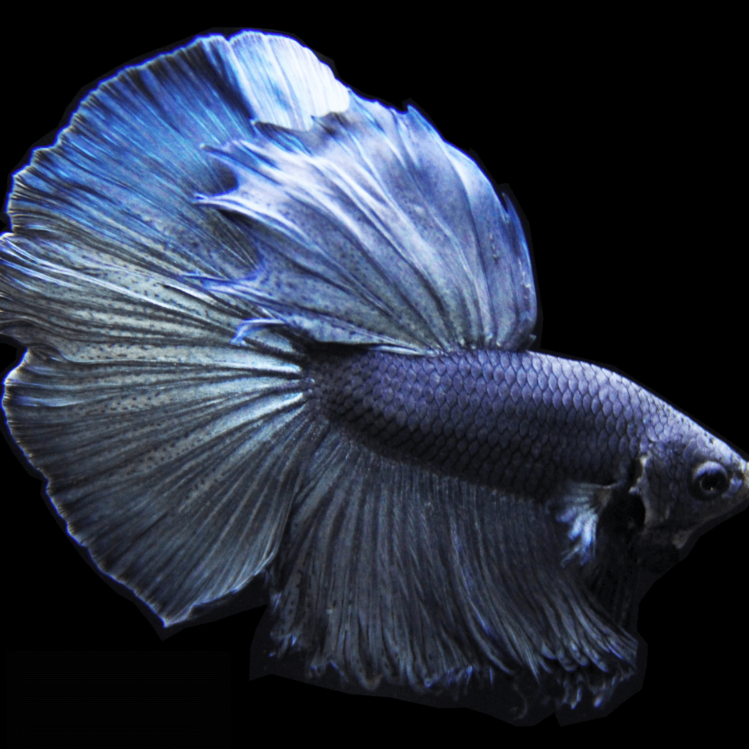 Betta Halfmoon Steel Blue – Betta splendens