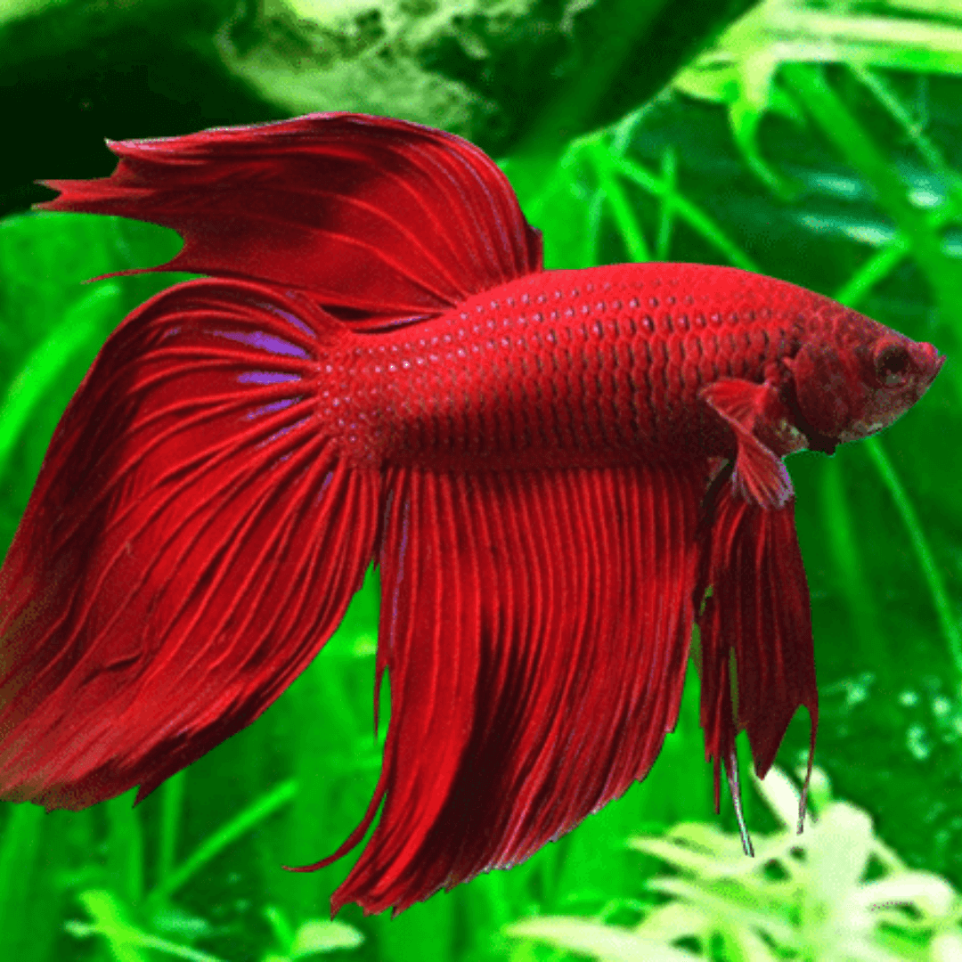 Betta Long Fin Dragon Mix – Betta splendens