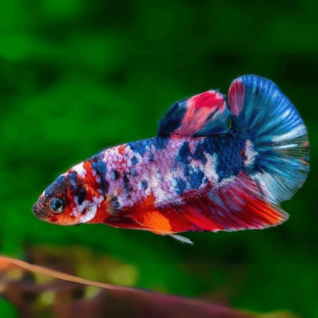Betta Long Fin Koi – Betta splendens