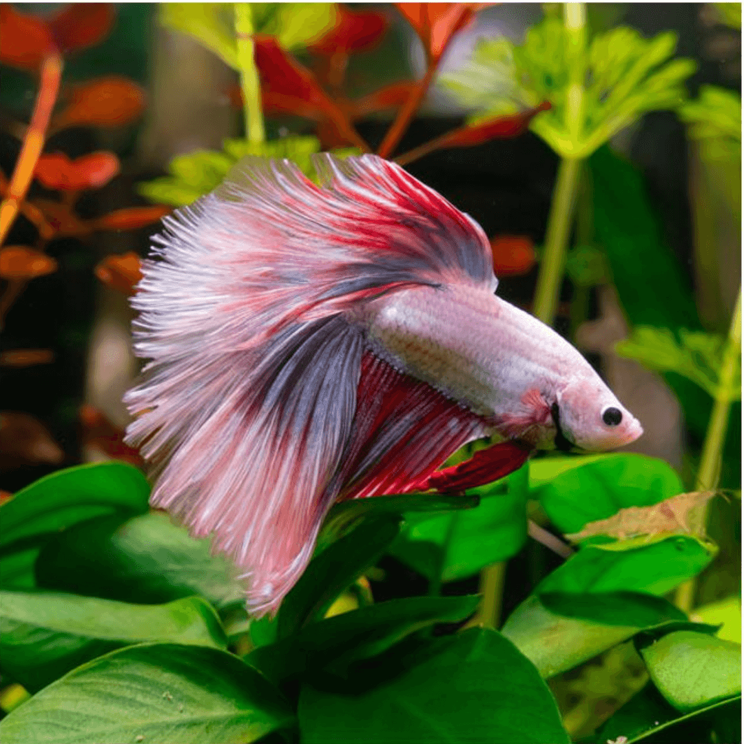 Betta Super Delta – Betta splendens