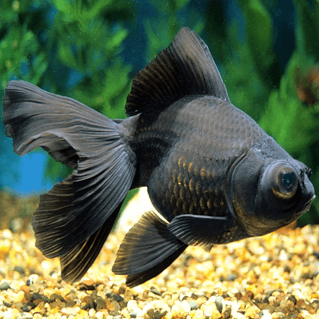 Black Moor Fantail Goldfish 4cm – Carassius auratus