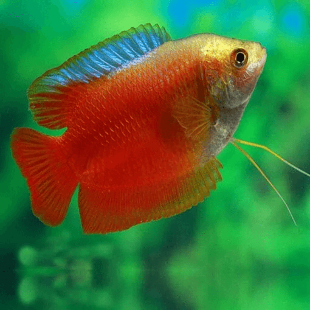 Blood Red Dwarf Gourami Male – Colisa Lalia