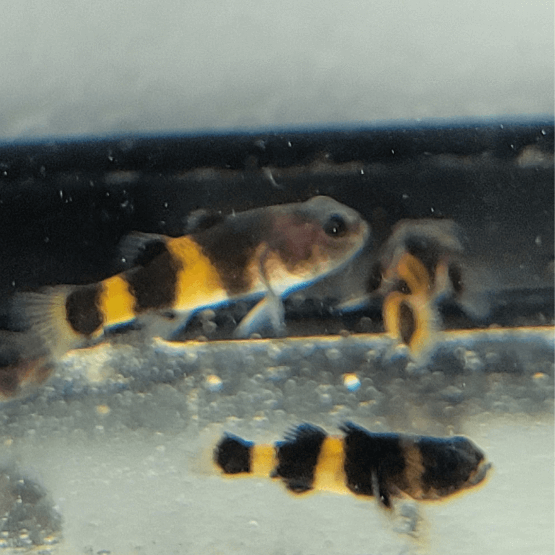 Bumble Bee Goby – Brachygobius doriae