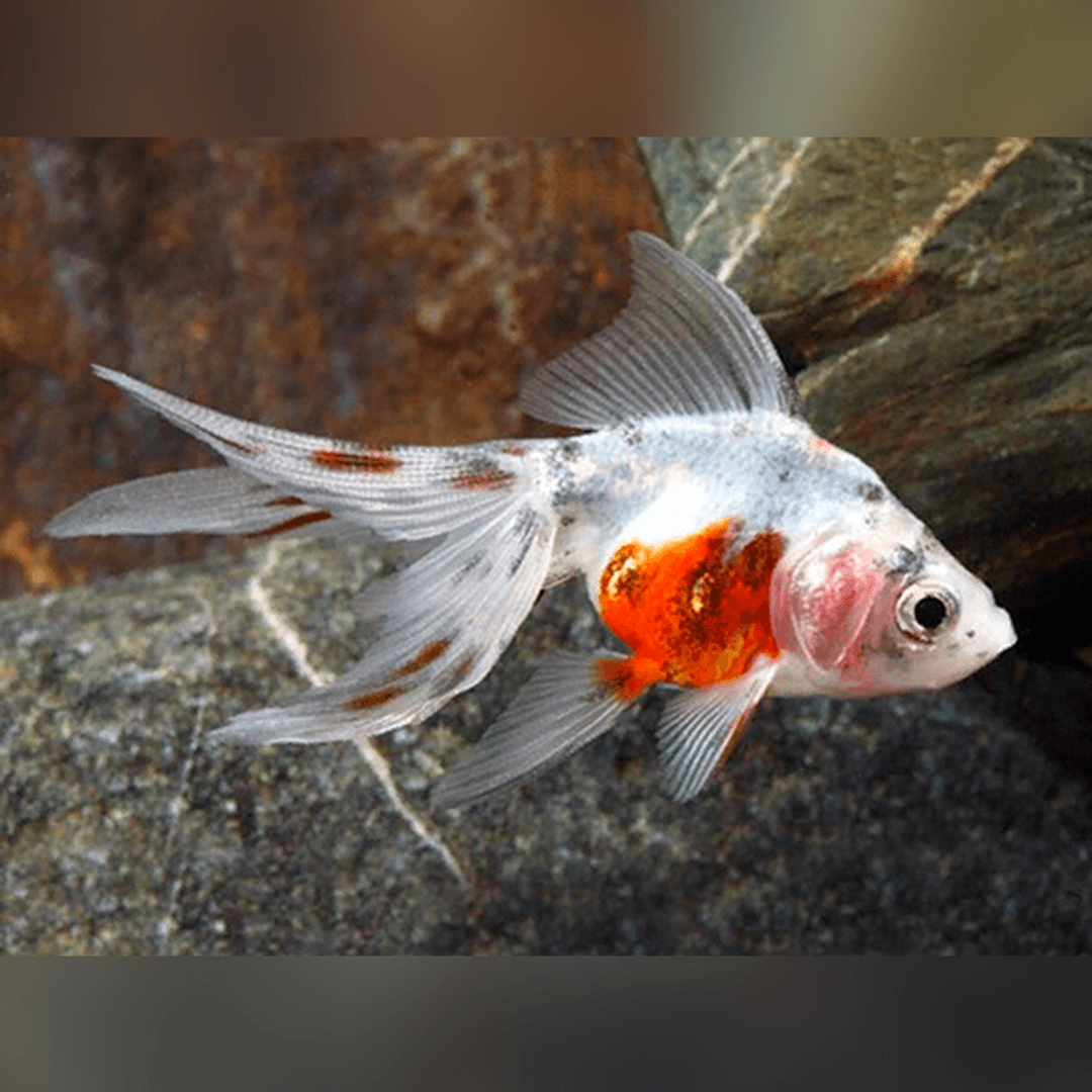 Calico Fantail Goldfish 5cm – Carassius auratus