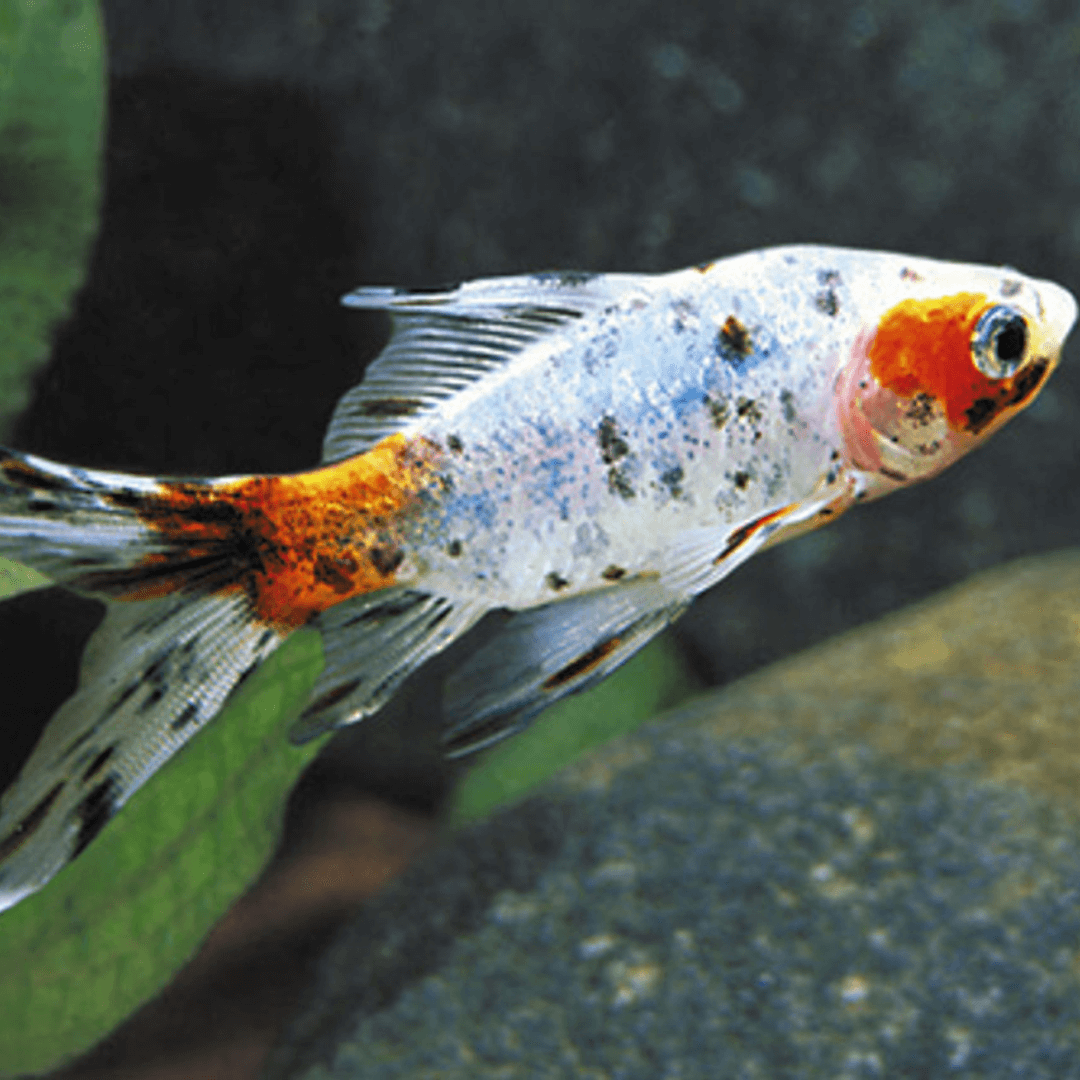 Calico Shubunkin 6.5cm – Carassius