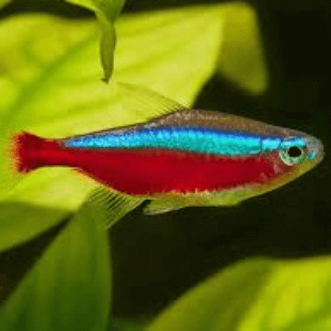 Cardinal Tetra L – Paracheirodon axelrodi
