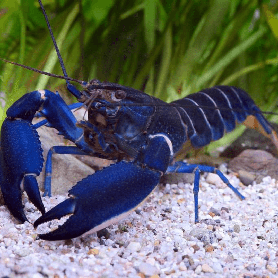 Cherax Lobster Blue – Cherax pulcher