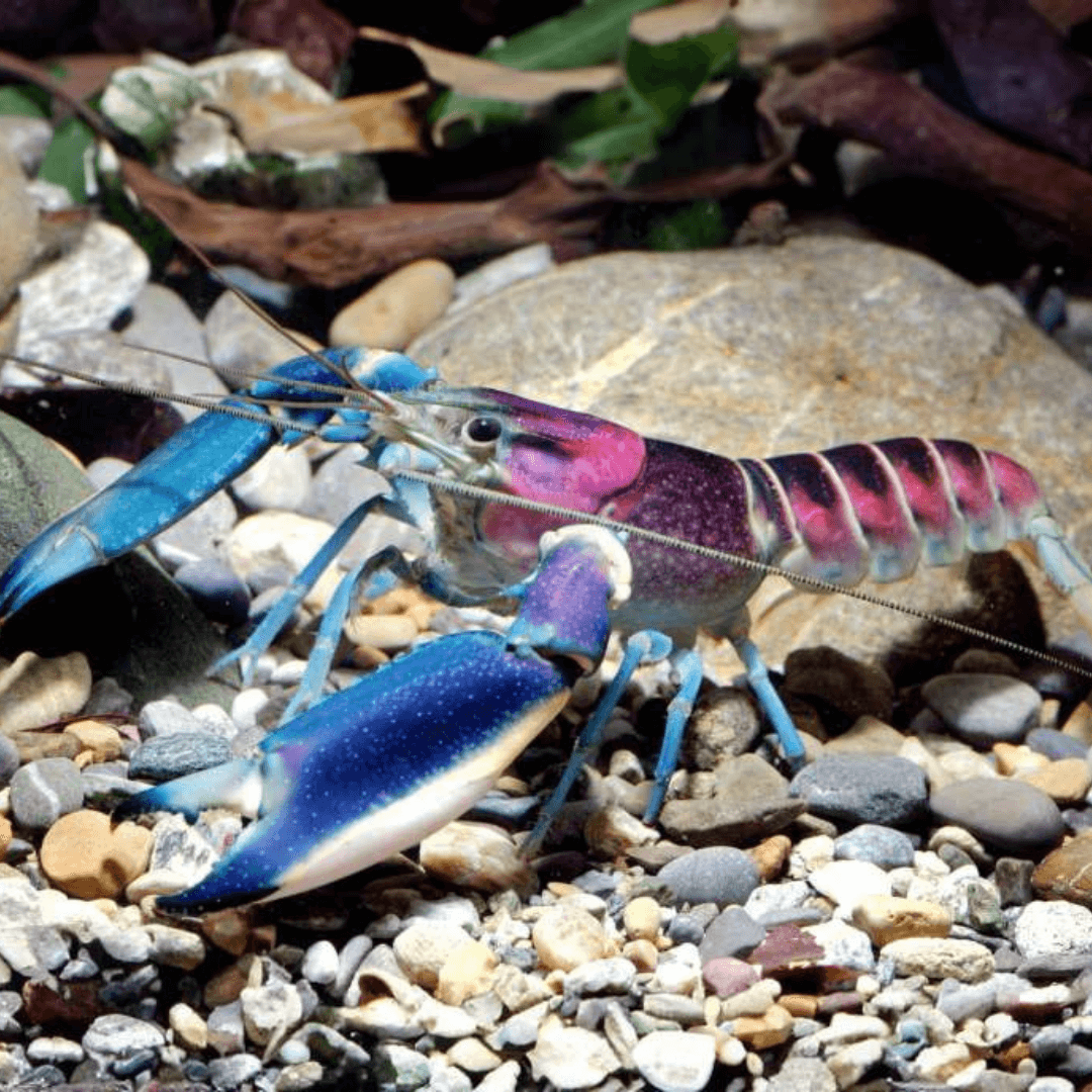 Cherax Mix – Cherax pulcher